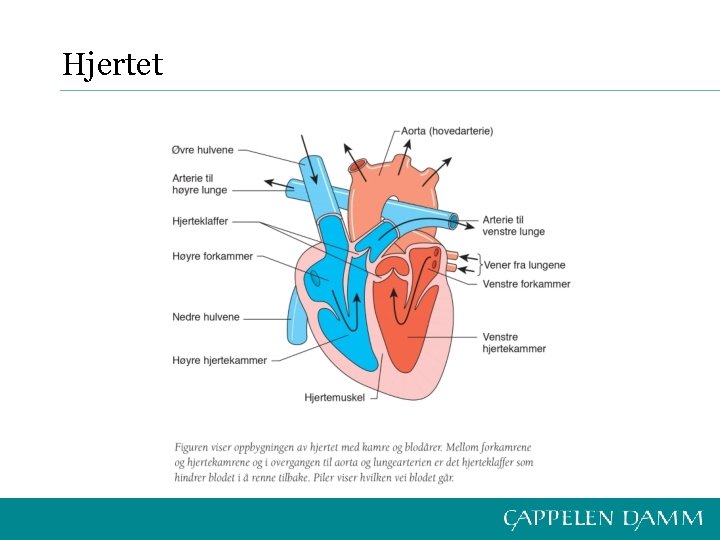 Transport i kroppen Sirkulasjon Sirkulasjonssystemet Sirkulasjonssystemet Bestr av