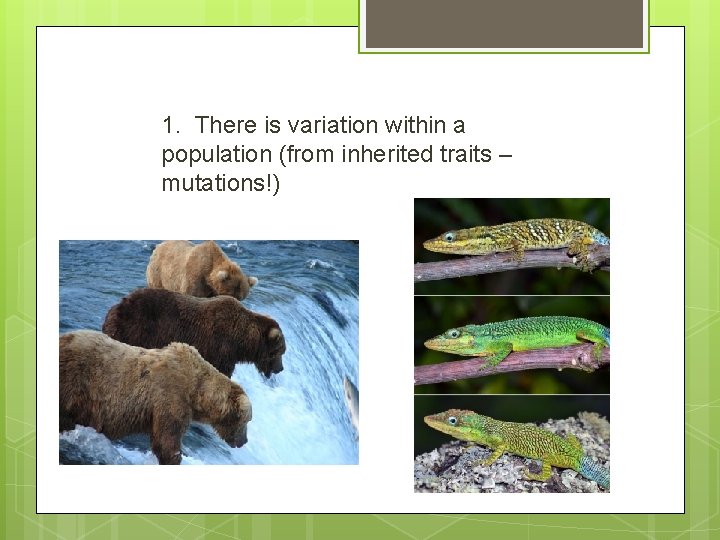 Natural Selection Species Vary Globally Similar animals different