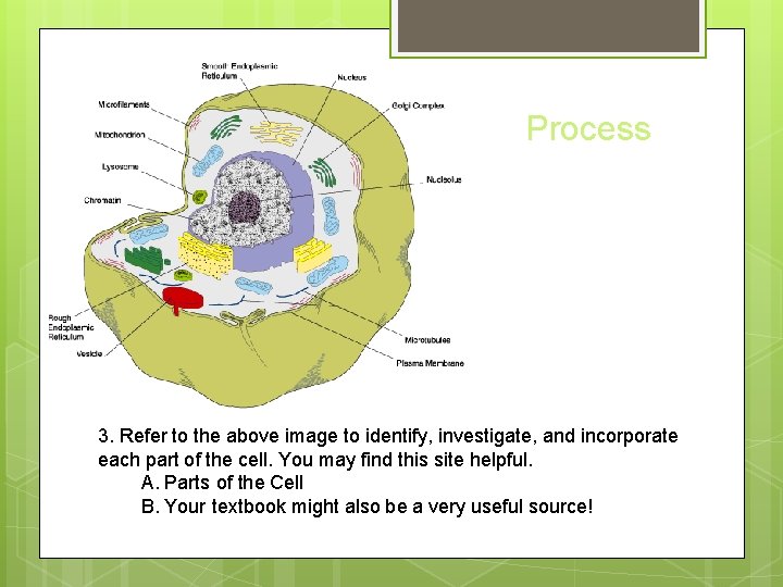 Cell City Introduction This Webquest is designed to