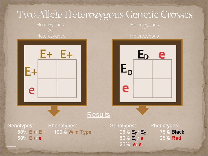 Bos Taurus Genetics Exploring Genotypes and Phenotypes of