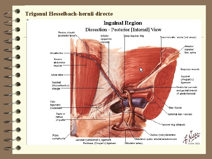 PATOLOGIA CHIRURGICALA A PERETELUI ABDOMINAL HERNIILE INGHINALE HERNIILE