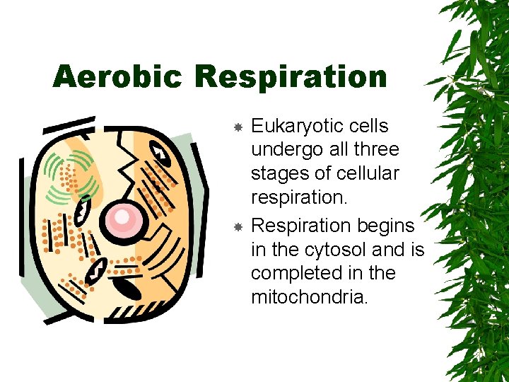 Cellular Respiration Respiration Overview Aerobic Respiration ...