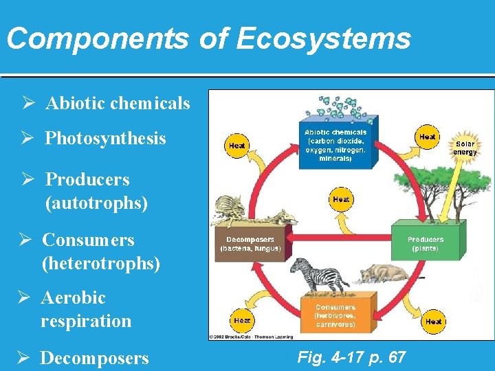Ch 37 Communities and Ecosystems Key Concepts Basic