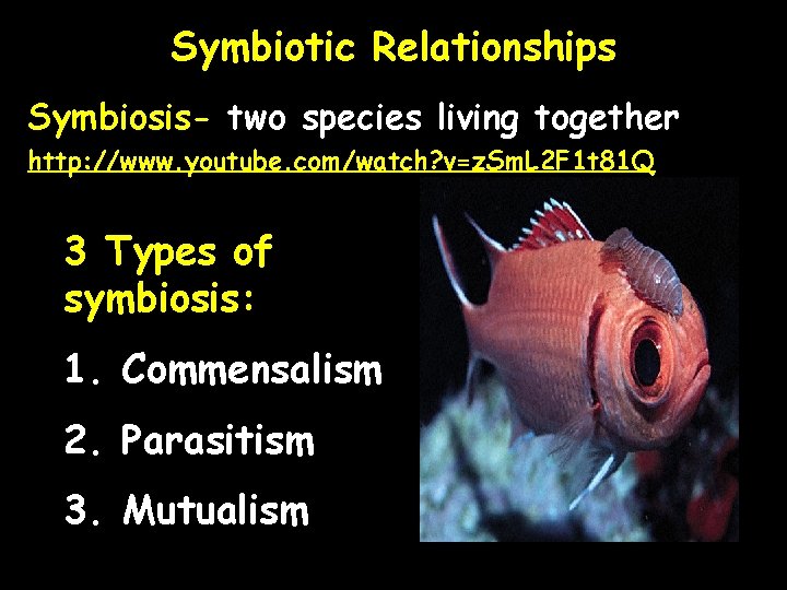 Bell Ringer Draw a food chain with at