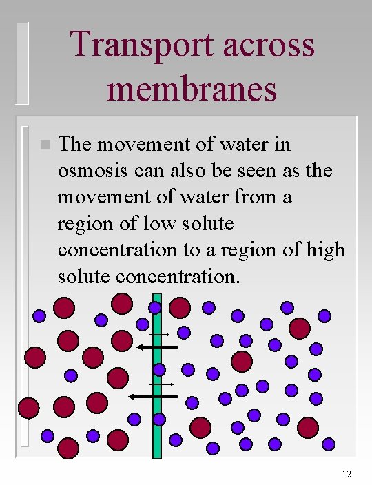 Cell membrane plasma membrane n The plasma membrane