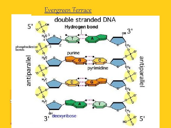 Nucleic Acids Information storage AP Biology 2006 2007