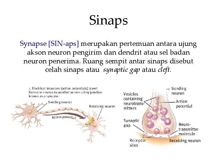 Neuron merupakan sel khusus terdiri dari Body atau