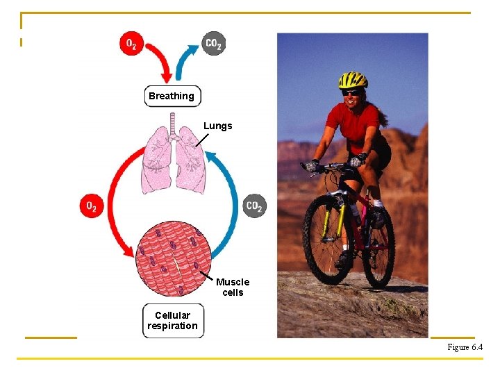 Cellular Respiration Harvesting Chemical Energy n Aerobic metabolism