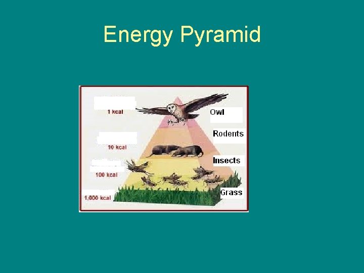 Catalyst 1 Based on the food chain shown