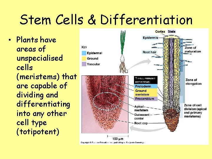 Differentiation Cell Molecular Biology Genetic Control All cells
