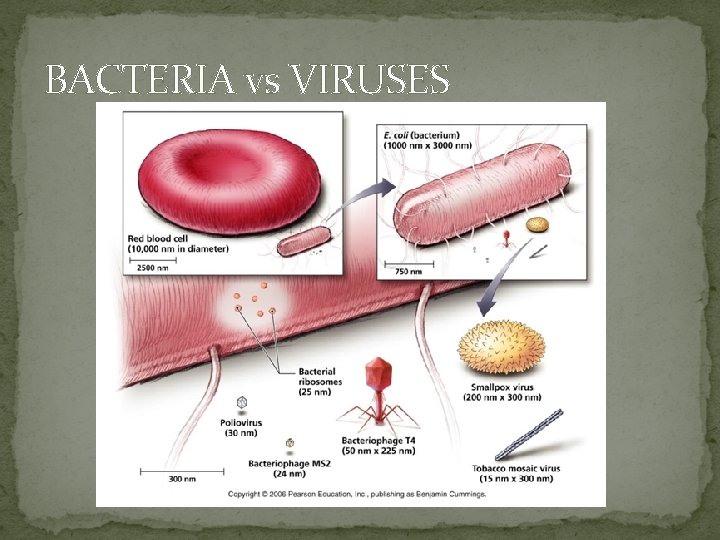 THE 6 MODERN KINGDOMS EUBACTERIA MEANS TRUE BACTERIA