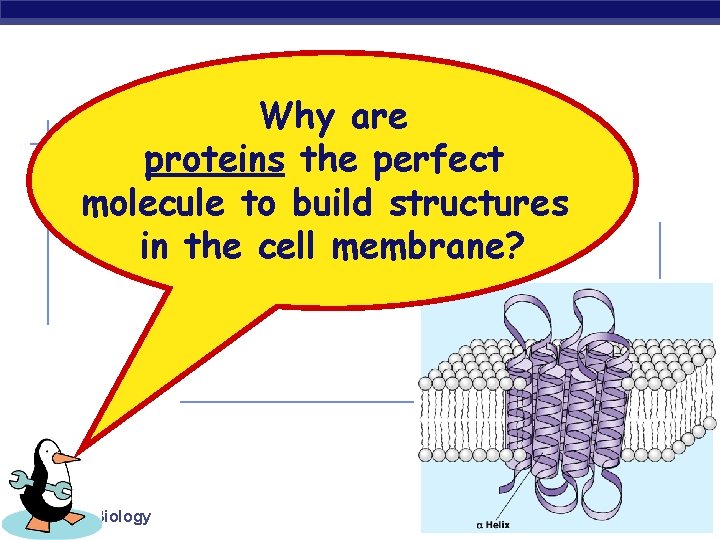 Cell Membranes Movement Across Them Regents Biology 2006