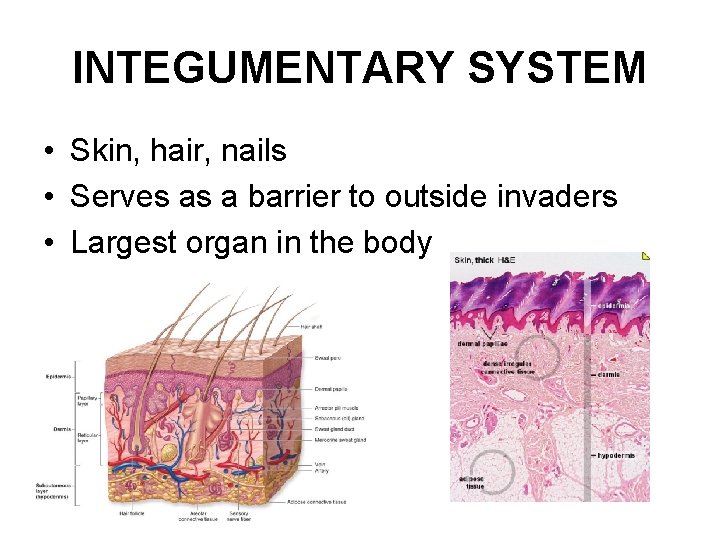 BODY SYSTEMS CELLS TISSUES ORGANS SYSTEMS INTEGUMENTARY SYSTEM