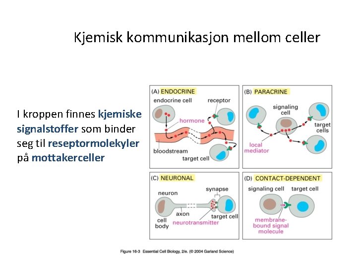 Anatomi fysiologi og biokjemi Temadag del 2 Jacqueline