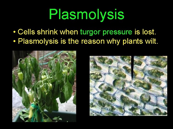 Cell Membrane Part 1 Learning Objectives Identify the