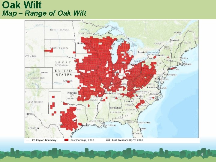 Oak Wilt Identifying Characteristics Disease caused by a