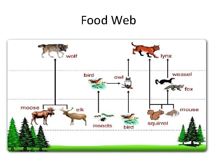 Forest Ecosystem Balance In a forest every organism