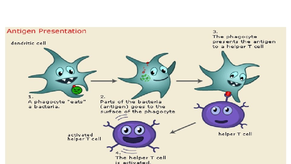 How does the Body Protect Itself The immune