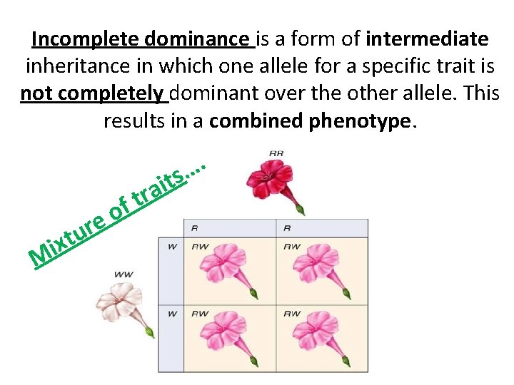 e gen le alle Genetics Vocabulary Genetics is