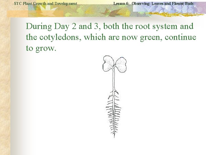 STC Plant Growth and Development Lesson 6 Observing