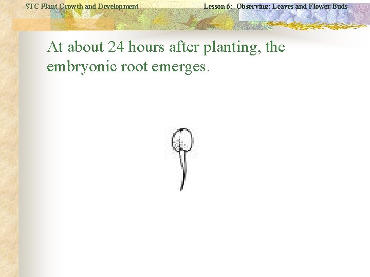 STC Plant Growth and Development Lesson 6 Observing