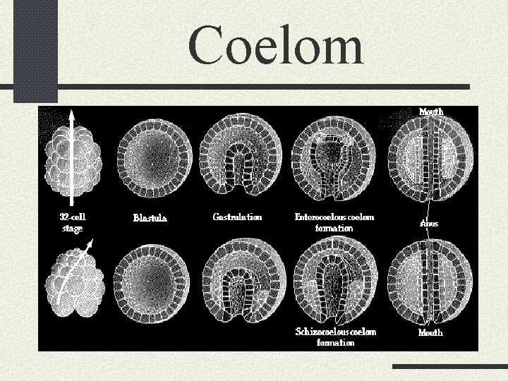 34 2 Animal Bodies 3 structural features used