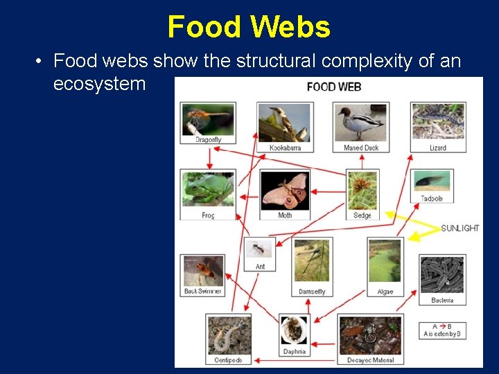 Food Webs Energy in Ecosystems Energy that sustains