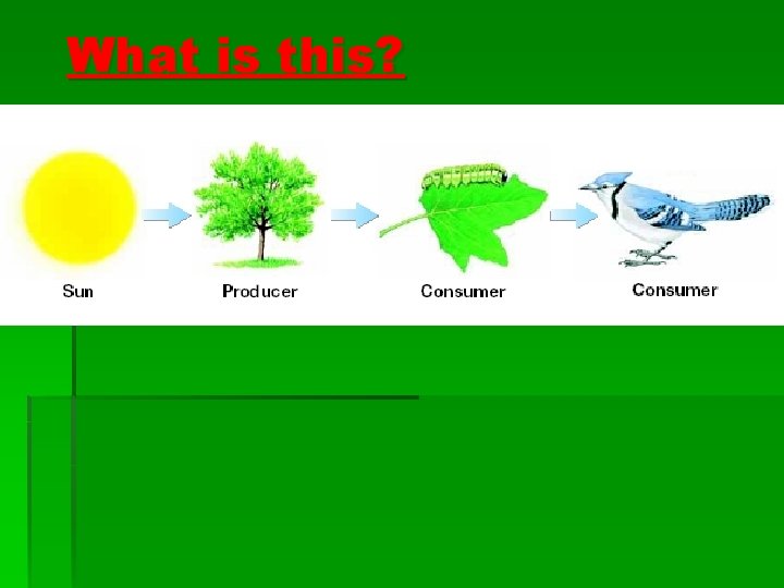 Ecology Notes 2 Symbiotic Relationships Food Webs Food