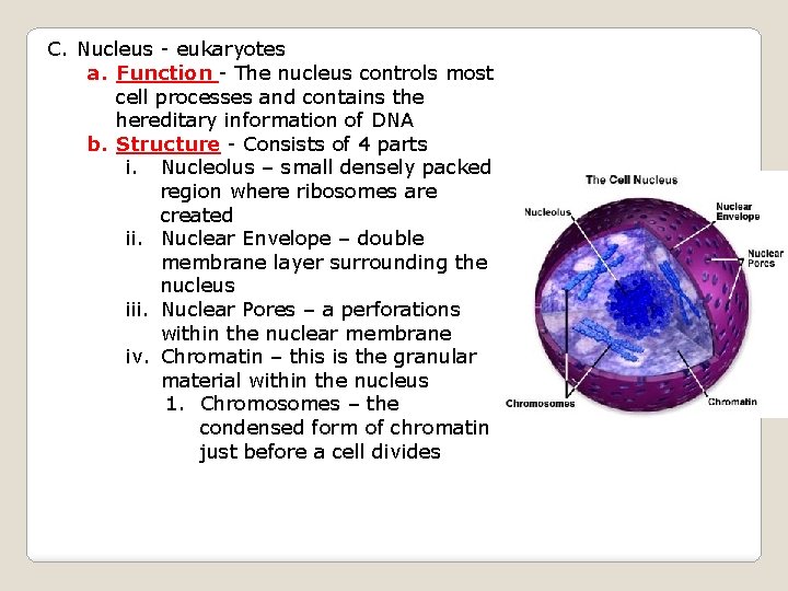 Cell structure Lecture 2 A Cell Membrane all