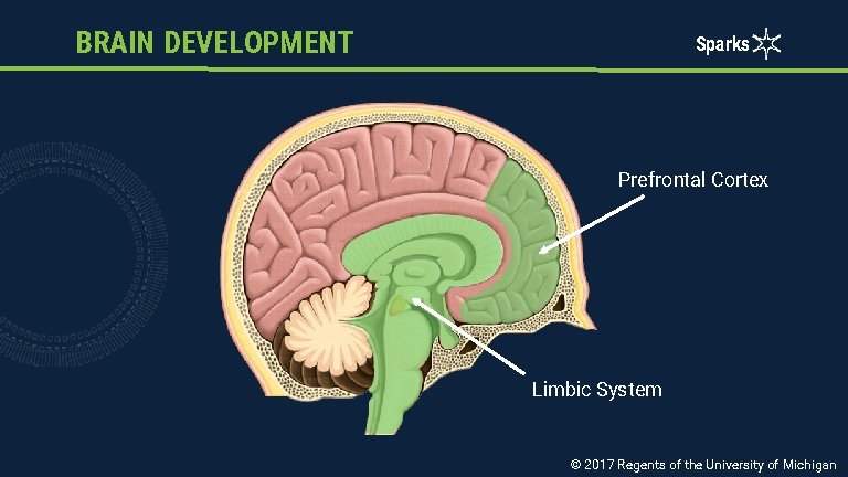 Sparks ADOLESCENT BRAIN DEVELOPMENT 2017 Regents Of The