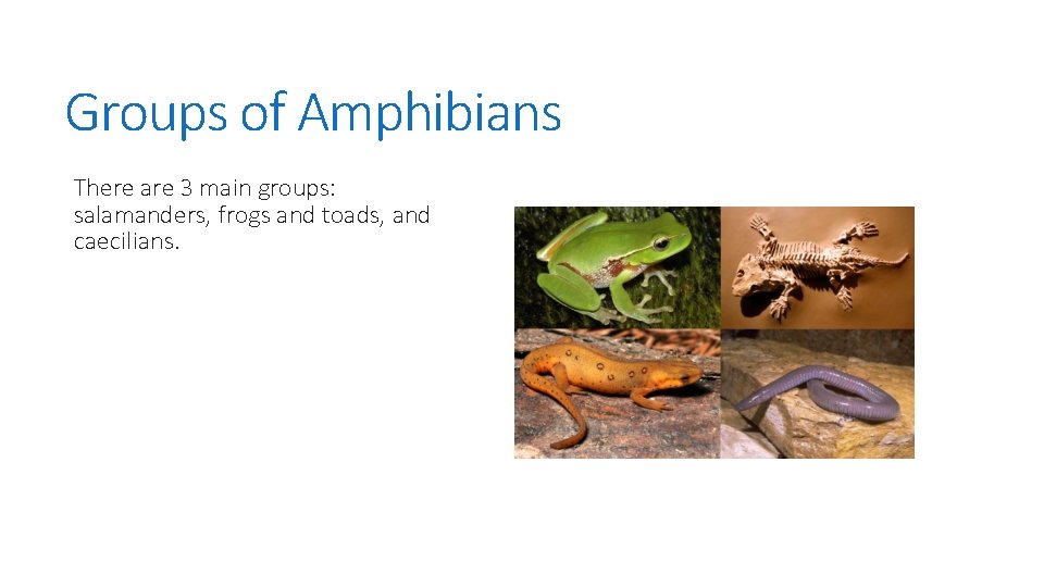 Amphibians What is an Amphibian The word amphibian