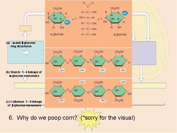 Chapter 9 Intro An Overview of Carbohydrates Ch