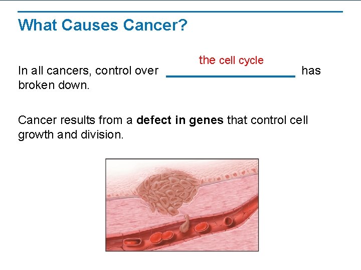 Regulating the Cell Cycle Learning Objectives Investigate how