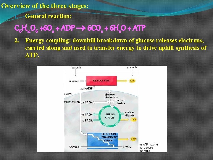 Cellular Respiration Respiration Overview Aerobic Respiration ...