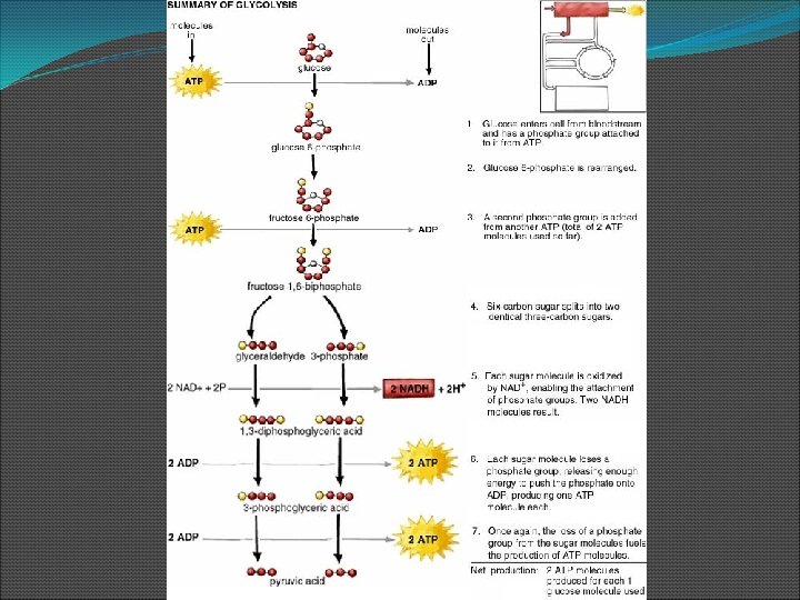 Cellular Respiration Respiration Overview Aerobic Respiration ...