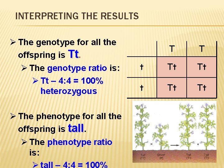 Predicting Genetic Outcomes PUNNETT SQUARES AND PROBABILITY PATTERNS