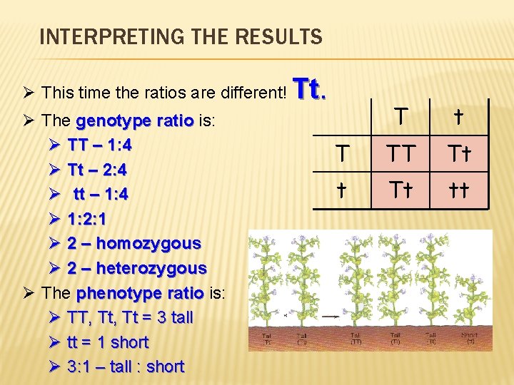 Predicting Genetic Outcomes PUNNETT SQUARES AND PROBABILITY PATTERNS