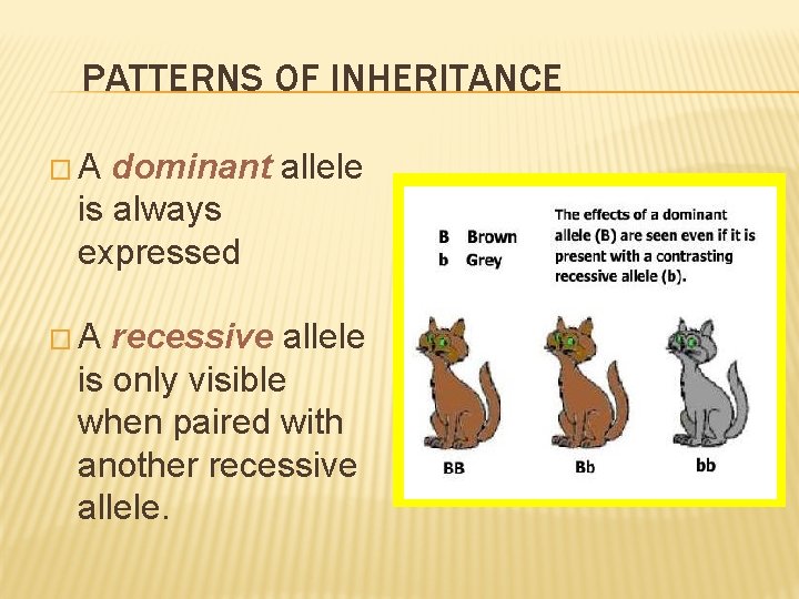 Predicting Genetic Outcomes PUNNETT SQUARES AND PROBABILITY PATTERNS