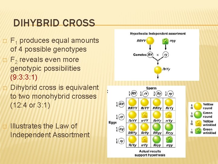 Predicting Genetic Outcomes PUNNETT SQUARES AND PROBABILITY PATTERNS