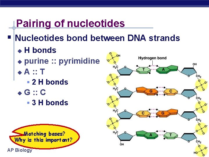 Nucleic Acids Information storage AP Biology Nucleic Acids
