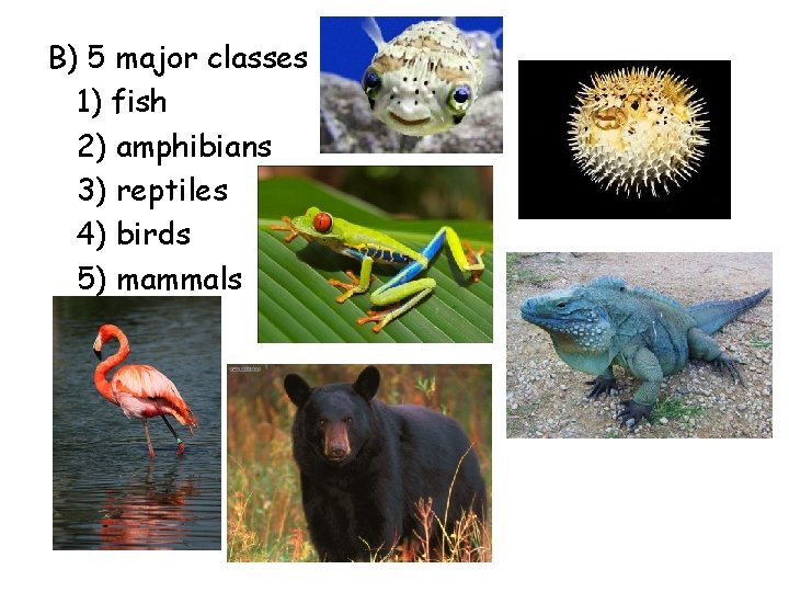 Vertebrate Animals I Phylum Chordata A 3 basic