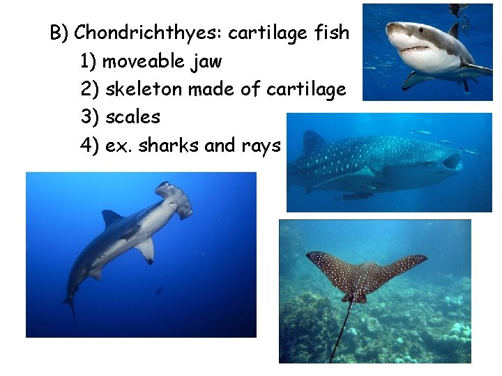 Vertebrate Animals I Phylum Chordata A 3 basic