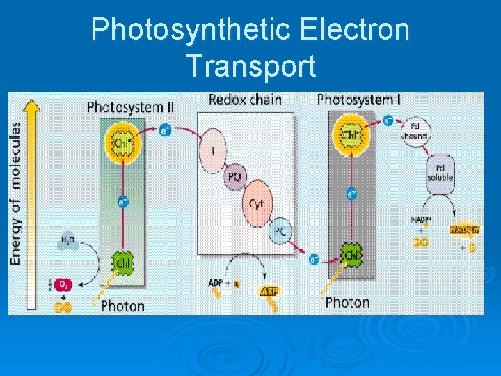 Photosynthesis Bell Work Explain why the pigments in
