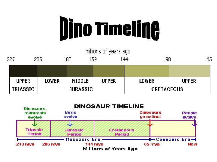 rs Dinosa By Kelly Ungeheuer Terms to Know