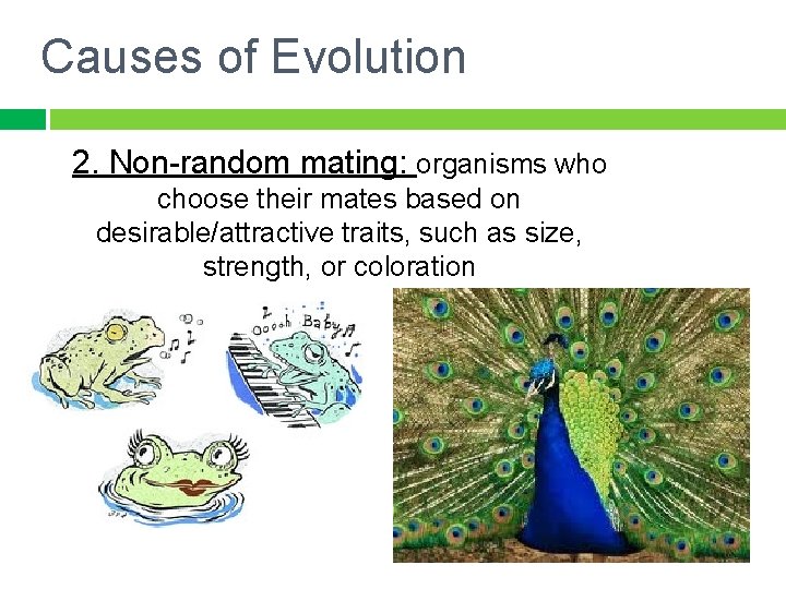 CORNELL NOTES MECHANISMS OF EVOLUTION Evolution Vocabulary Allele