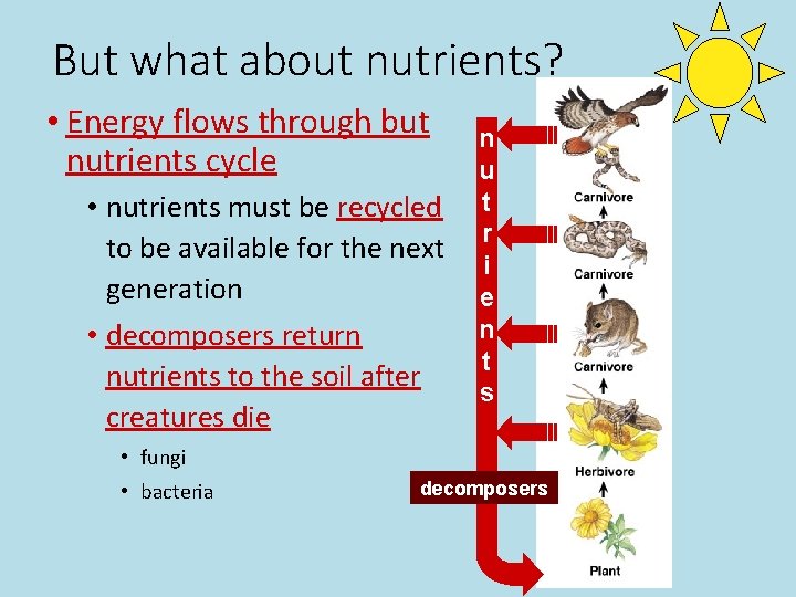 Biogeochemical Cycles SC 912 E 7 1 Biogeochemical
