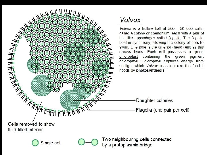 PROTISTS 4 EUGLENA AMOEBA PARAMECIUM VOLVOX What is