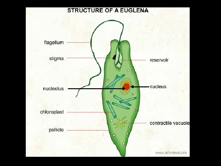 PROTISTS 4 EUGLENA AMOEBA PARAMECIUM VOLVOX What is
