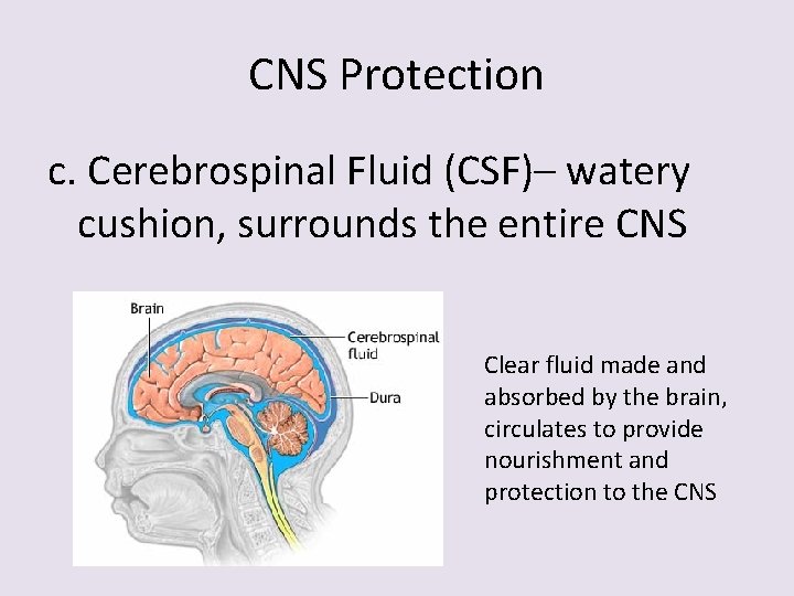 Central Nervous System CNS Brain and Spinal Cord