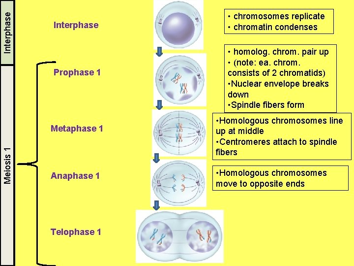 B SMART Meiosis It takes two baby 46